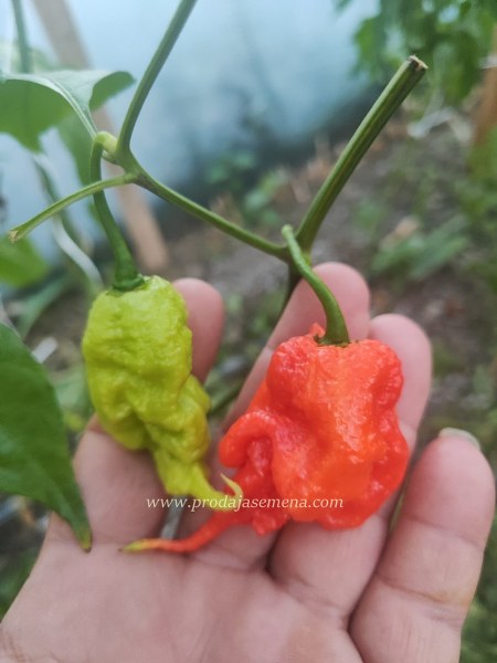 Primotalii Chili ⚠️ – Retka, ekstremna ljutina ⚡ moguće jača od Reapera ...